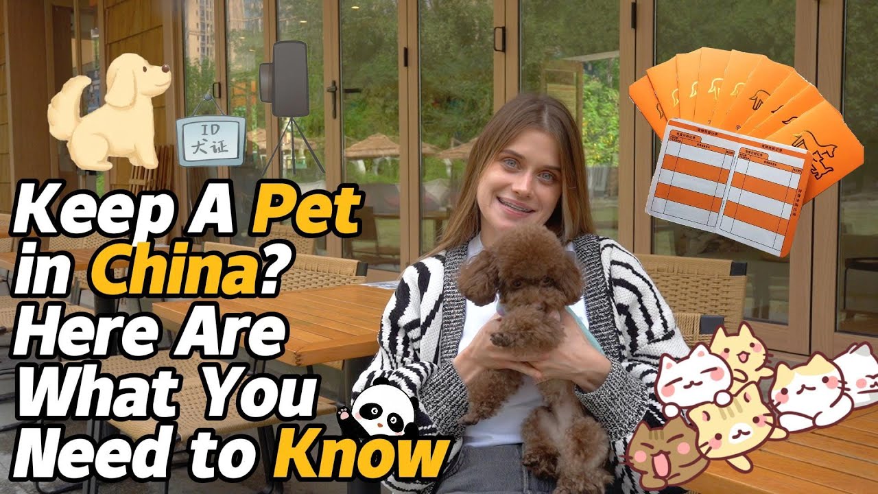 Pet-Friendly China: Tips for International Pet Owners | Adoption | Pet ...