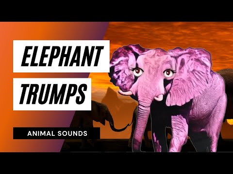 How A Elephant Trumpeting / Sound Effect / Animation - YouTube