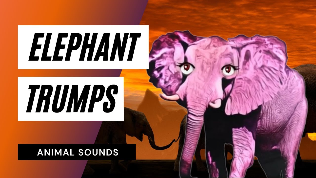 How A Elephant Trumpeting / Sound Effect / Animation - YouTube