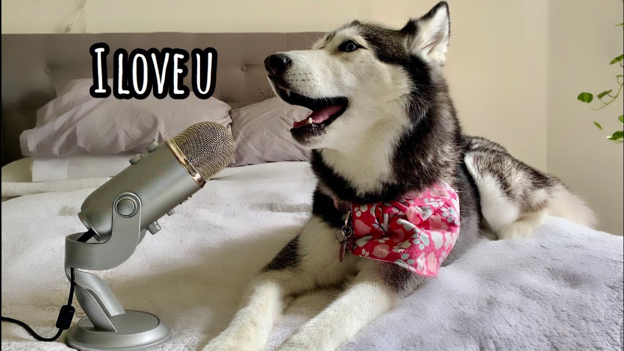 My Husky Whispers Into The Microphone For 3 Minutes (SO CUTE!) - YouTube