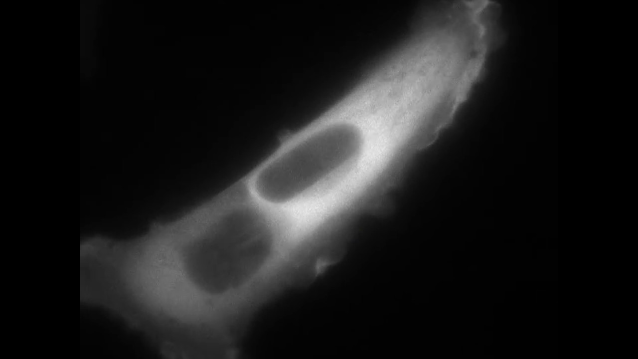 Membrane ruffling - YouTube