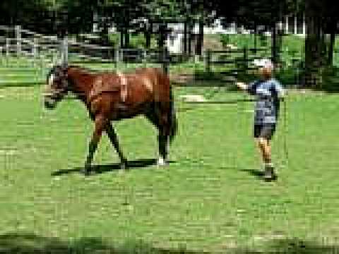 Young Green Horse Ground Driving Training - YouTube