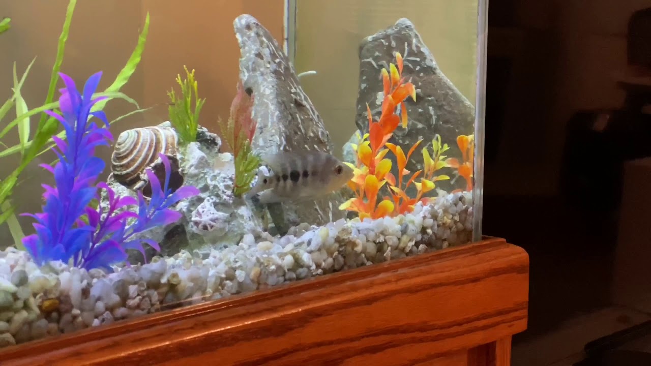 First time my fish digging - YouTube