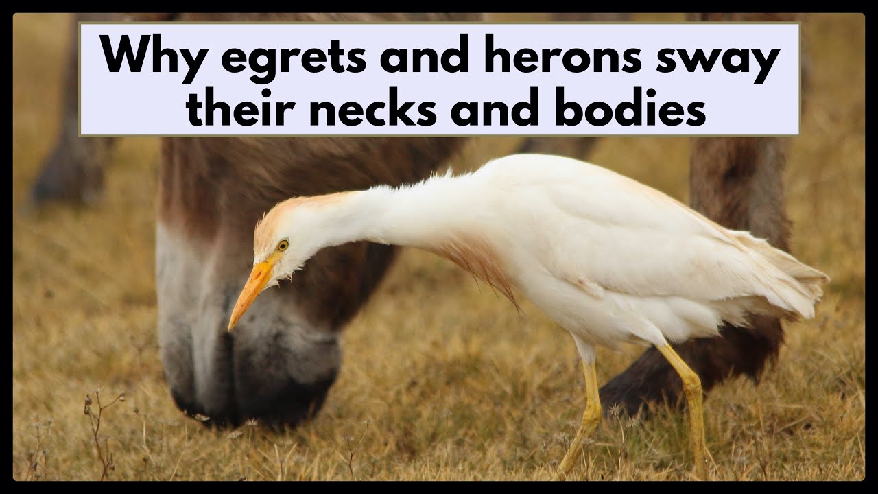 Why egrets and herons sway their necks and bodies - YouTube