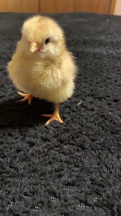 My 8 chicks name them in the comments #shorts #chicks #chicken #cute # ...