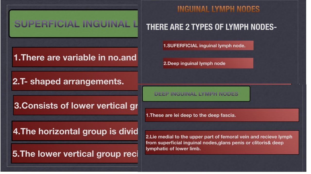 Inguinal lymph node ll anatomy ll lower limb. - YouTube