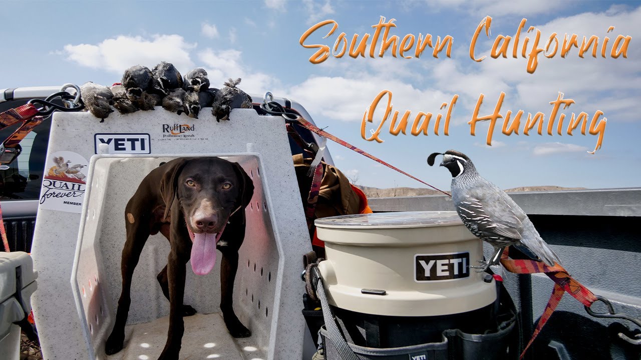 California Quail Hunting - Opening Day 2022 - YouTube