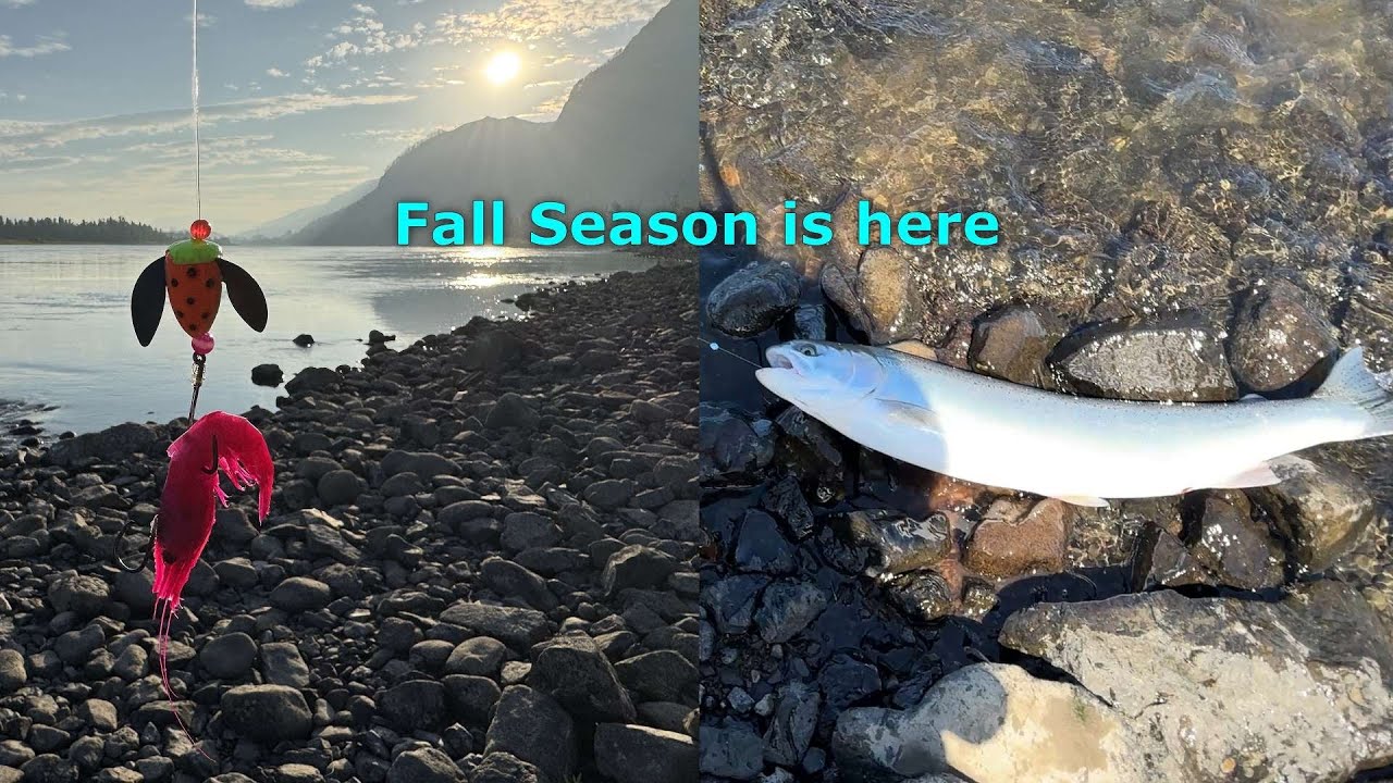 Fall Season Chinook and Steelhead plunking Columbia River system - YouTube