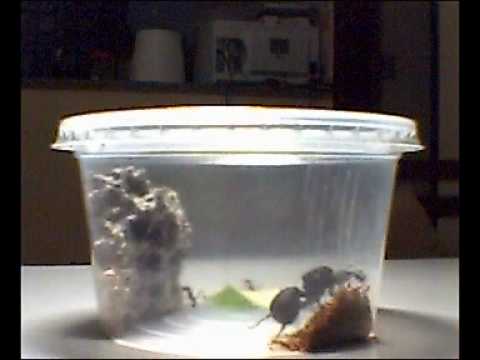 My Crazy Leafcutter Queen Ant! - YouTube