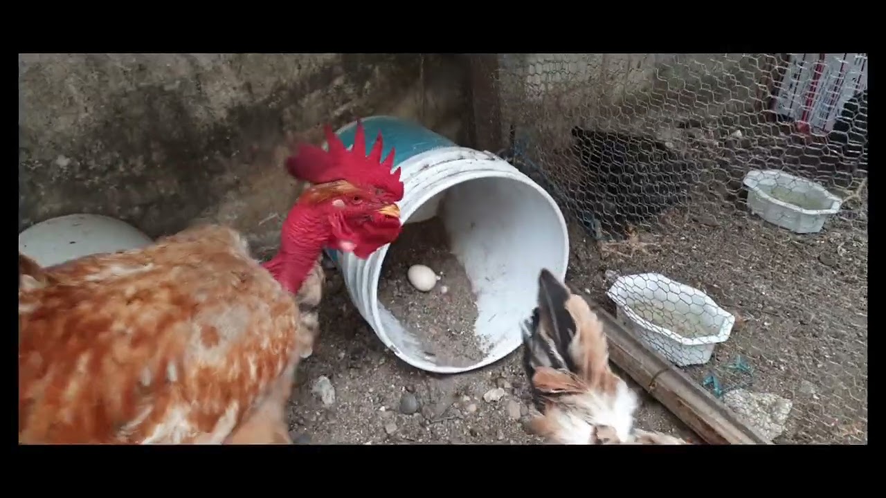 Un día cuidando pollitos 🐣_Daniela Barrientos Hernández_2°B - YouTube