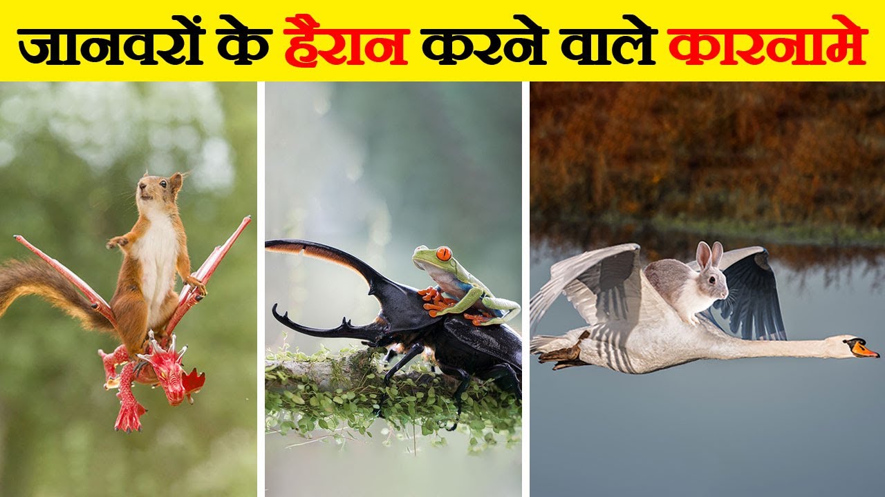 जानवरों के ये कारनामें देखकर आप दंग रह जाएंगे | Most Amazing Moments of ...