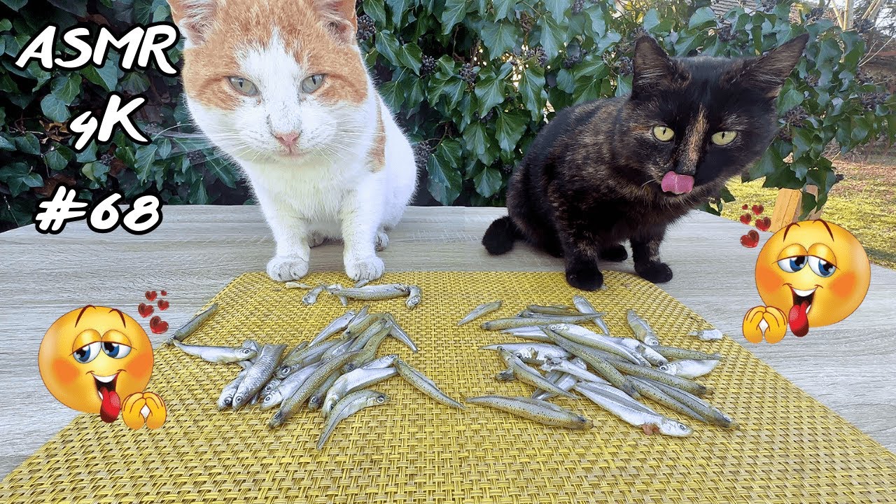 Cats Eating Fresh Sprat Fish 4К | asmr cat eating 68 - YouTube