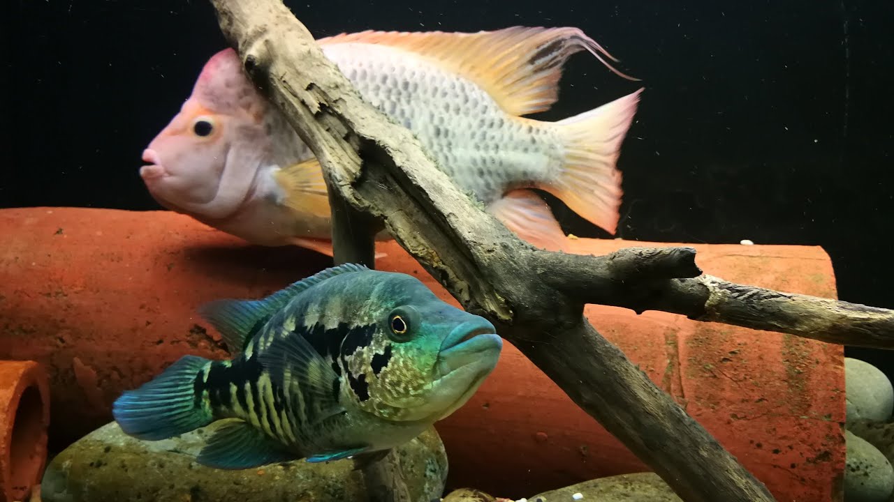 Red Devil Dovii update. - YouTube