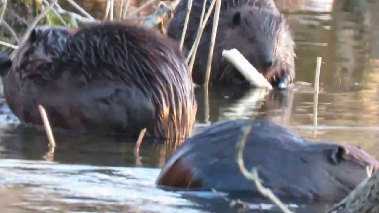 4 of the 5 Beavers - YouTube