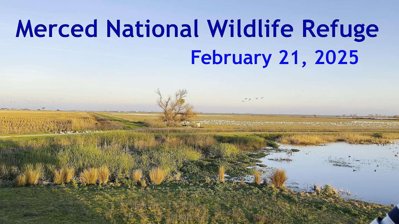 Merced National Wildlife Refuge, February 21, 2025 - YouTube