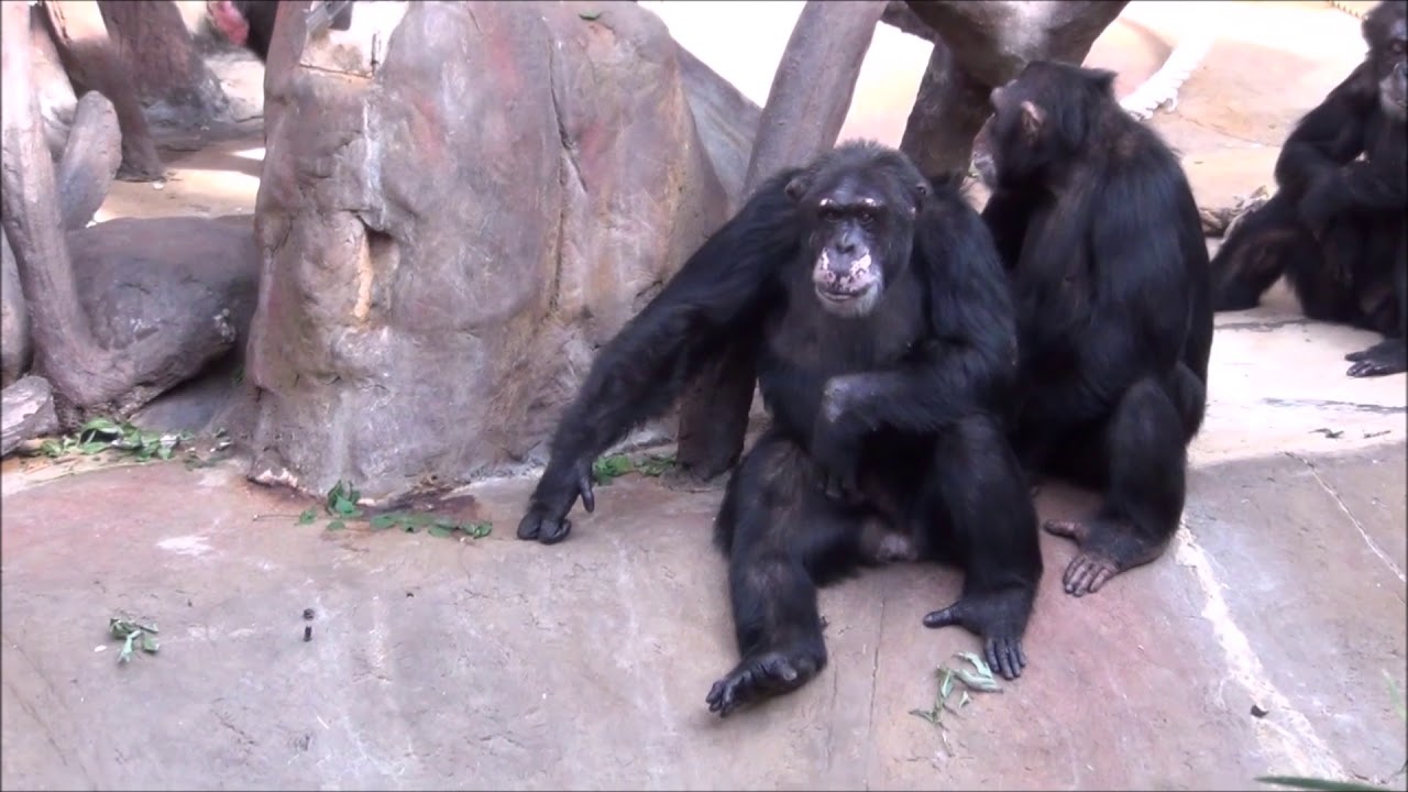 Sjimpansen Julius er glad for å se igjen et av menneske-vennene sine ...