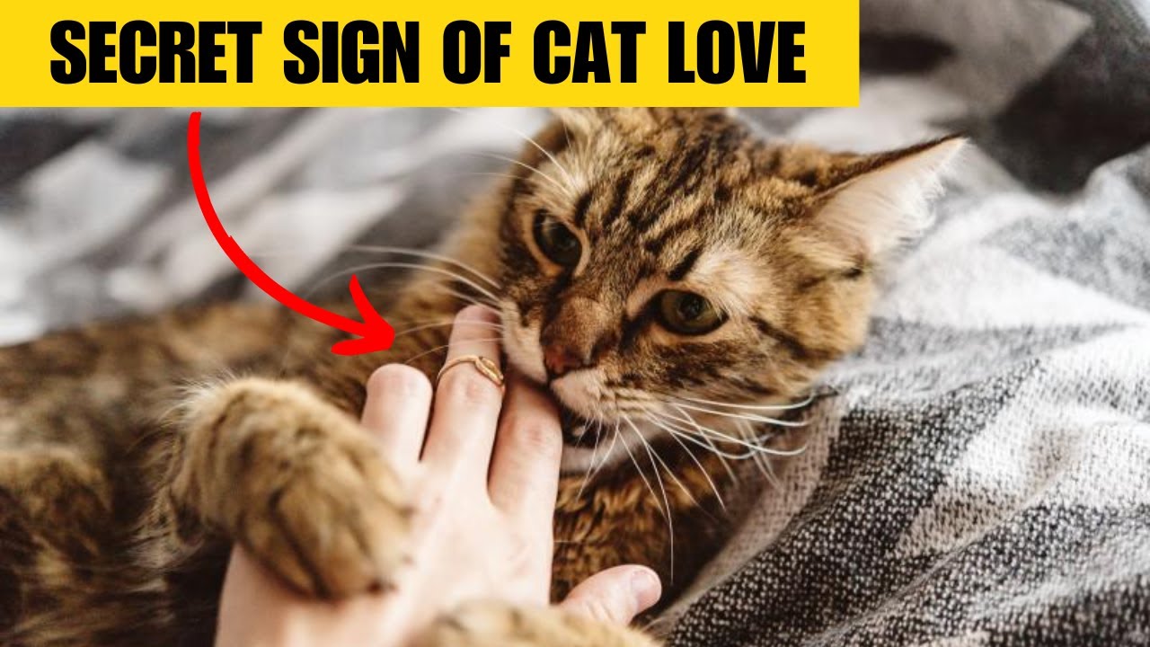 6 Hidden Signs of Cat Love | Signs your Cat Loves you - YouTube