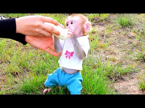 Cute Aba Baby Monkey Stand up on the field Hungry Milk from Mommy Jop ...