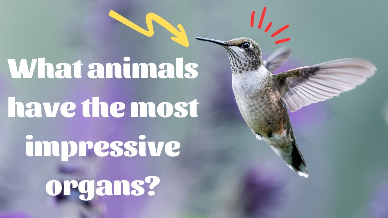 What Animals Have The Most Impressive Organs? || Amazing Animals - YouTube