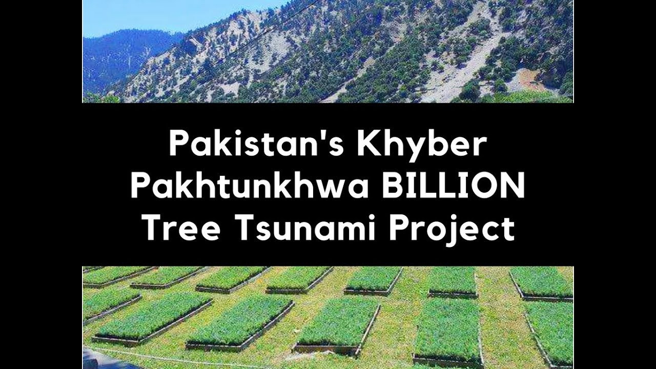 The Billion Tree Tsunami Afforestation Project in Pakistan’s Khyber ...