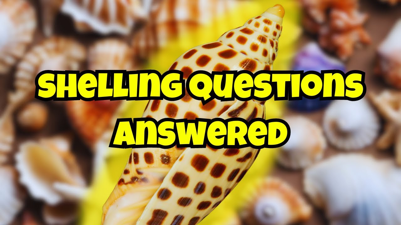 Answering BEACHCOMBERS QUESTIONS regarding places to shell and other ...