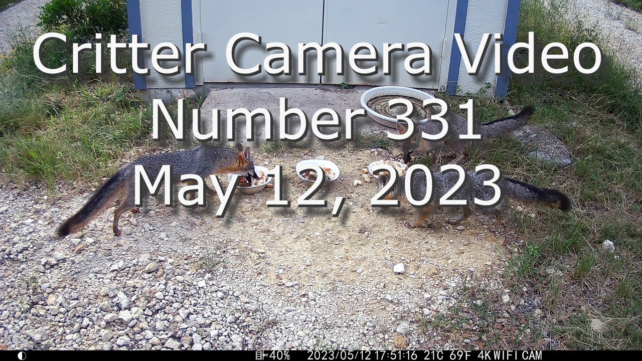 Critter Cam Video 331 May 21, 2023 in 4K #CritterCamera #TrailCamera ...
