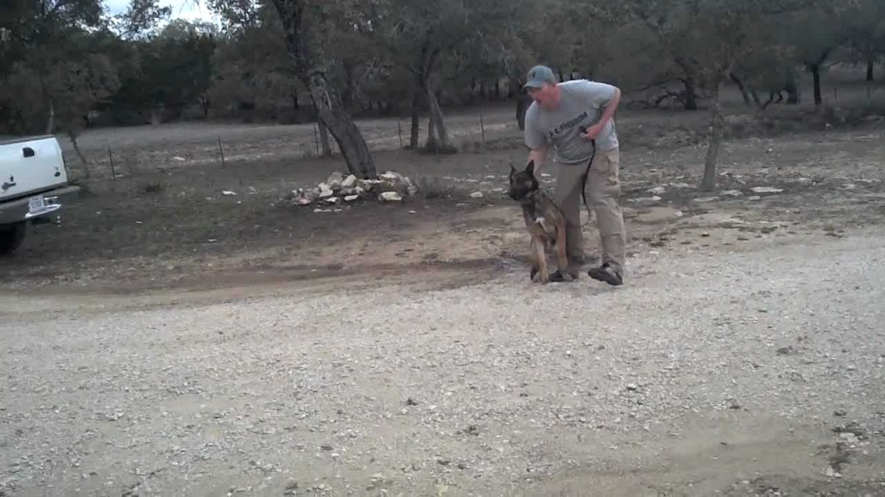 Police Dog Training Bite Work - YouTube