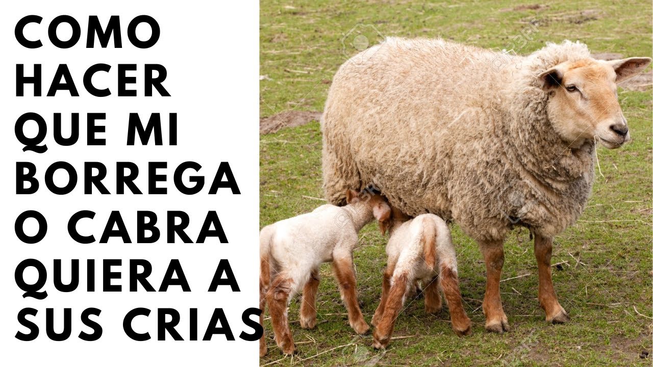 Como hacer que mi borrega o cabra quiera a sus crías - YouTube