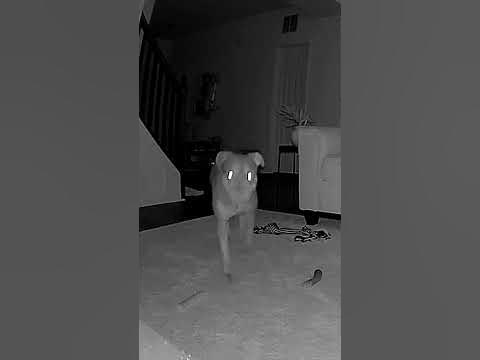 Dogs are Scary When They're Alone (Demon Dog) - YouTube