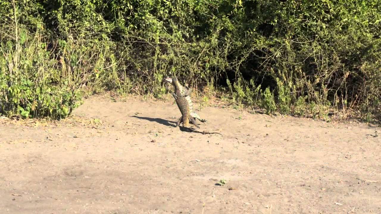 Water Monitor Fight - YouTube