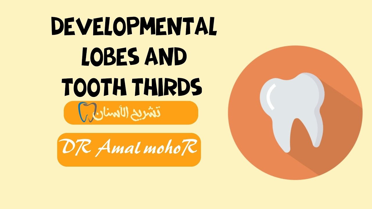developmental lobes and tooth thirds - YouTube