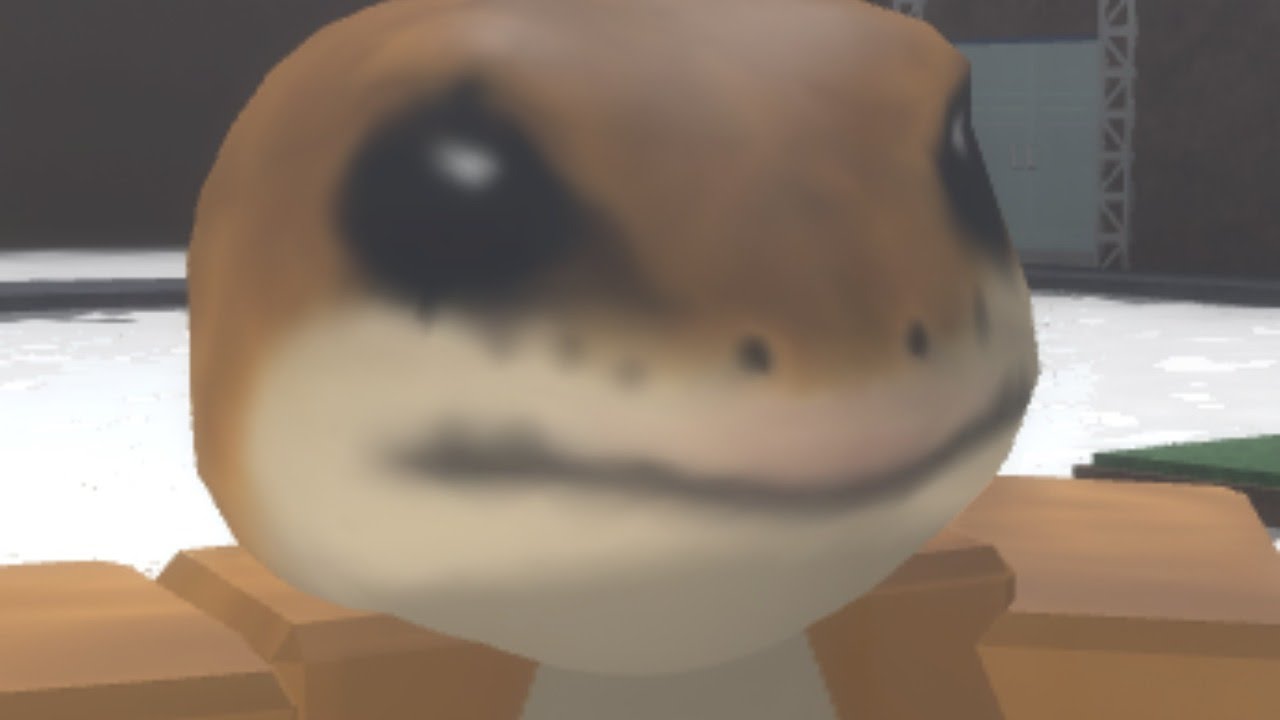 Roblox (Frogge) Live - YouTube