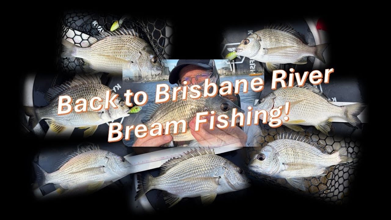 Brisbane River Bream Fishing (10 April 2025) - YouTube