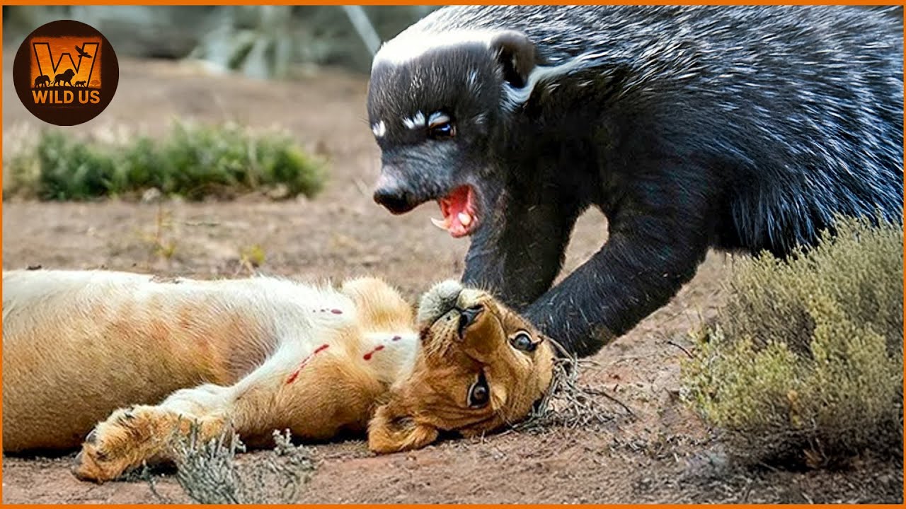 Most Shocking Honey Badger Attacks and Predator Confrontations Caught ...