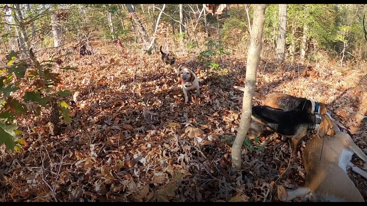 Deer Hunting With Dogs In Virginia - Two Deer Down In The First Two ...