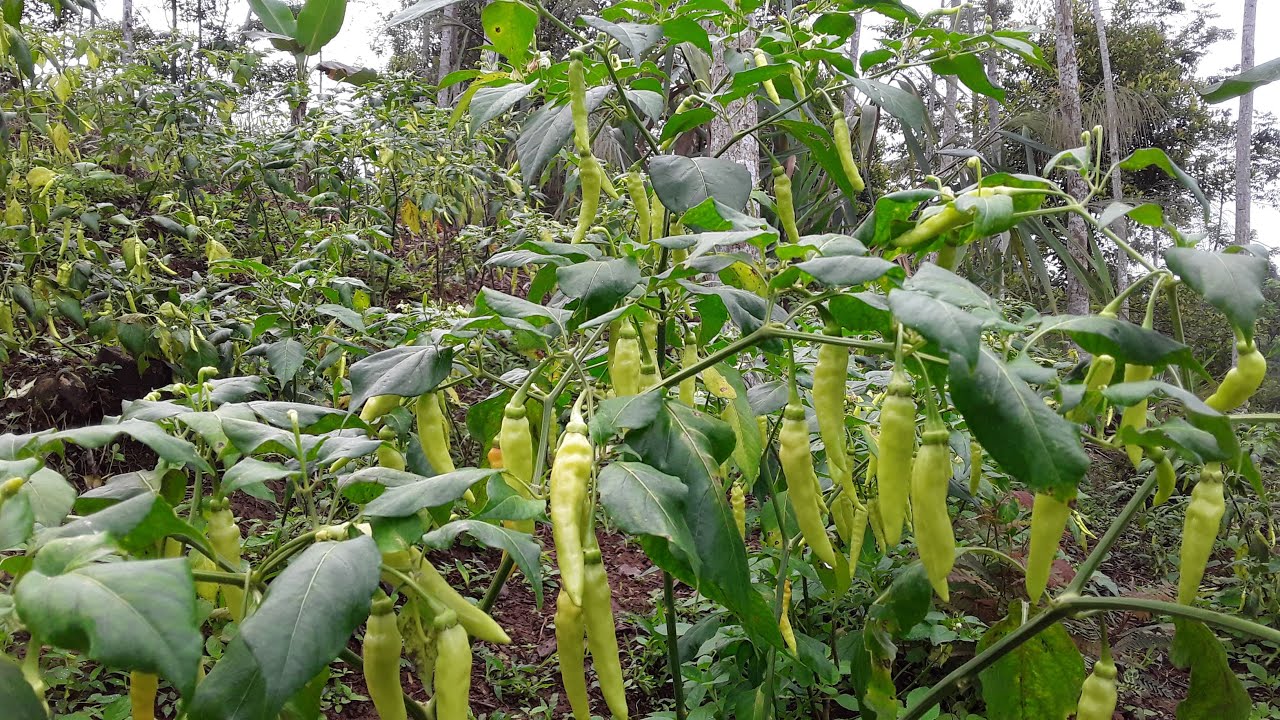 Penyebab Bunga Cabe Rawit Rontok dan Cara Mengatasinya - YouTube