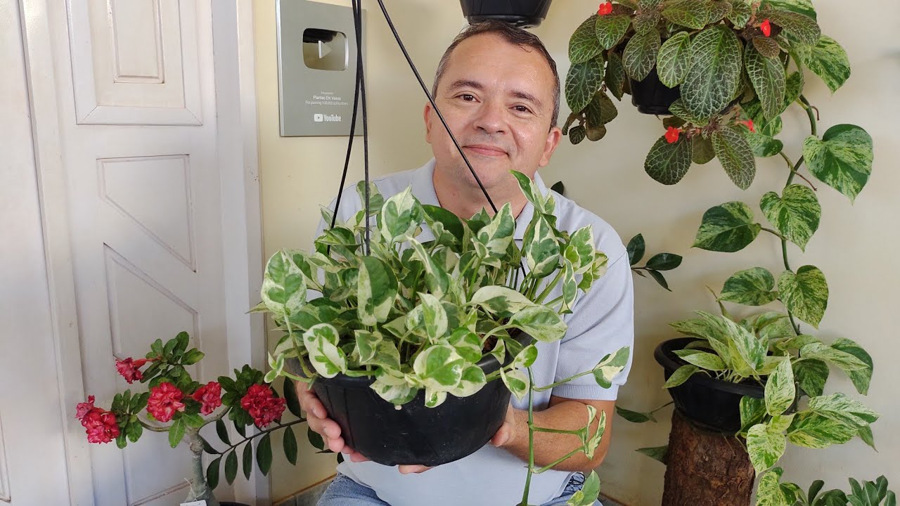 Jiboia Njoy: Como podar e fazer mudas - YouTube