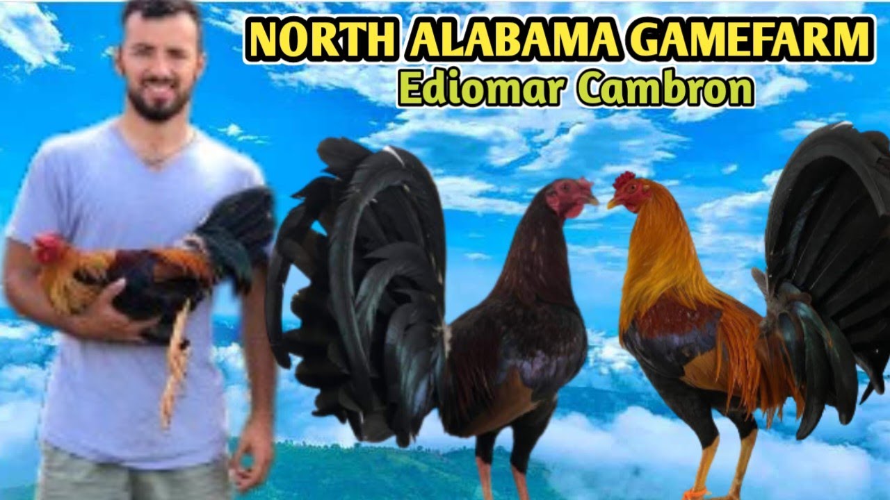 North Alabama Gamefarm - Ediomar Cambron - YouTube