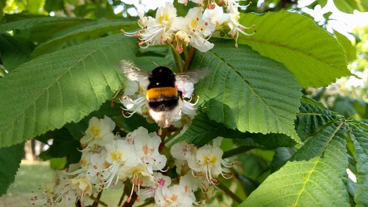 Humla i slow motion. - YouTube