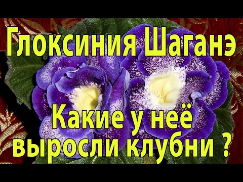 🌼Проверяем какие выросли клубни у глоксиний. Продолжение. Глоксиниевые ...