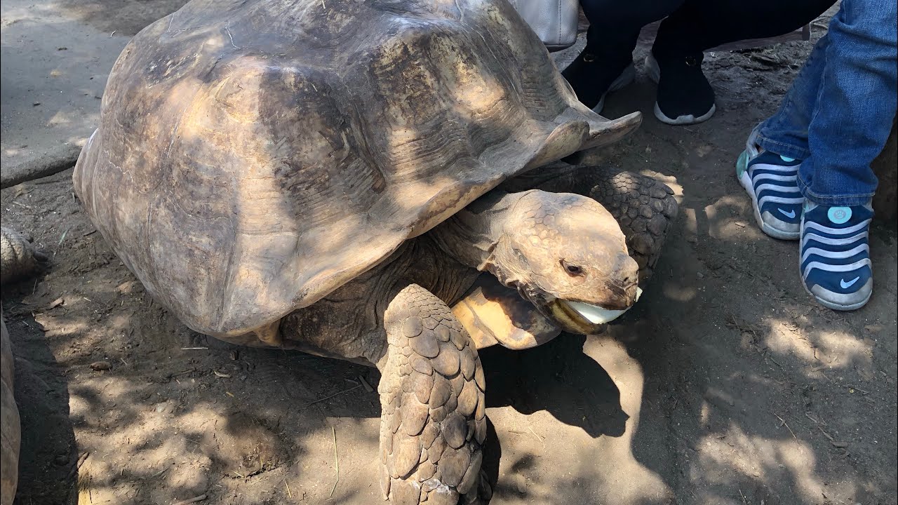 Amazing Tortoise/Turtle Interaction with Humans - YouTube