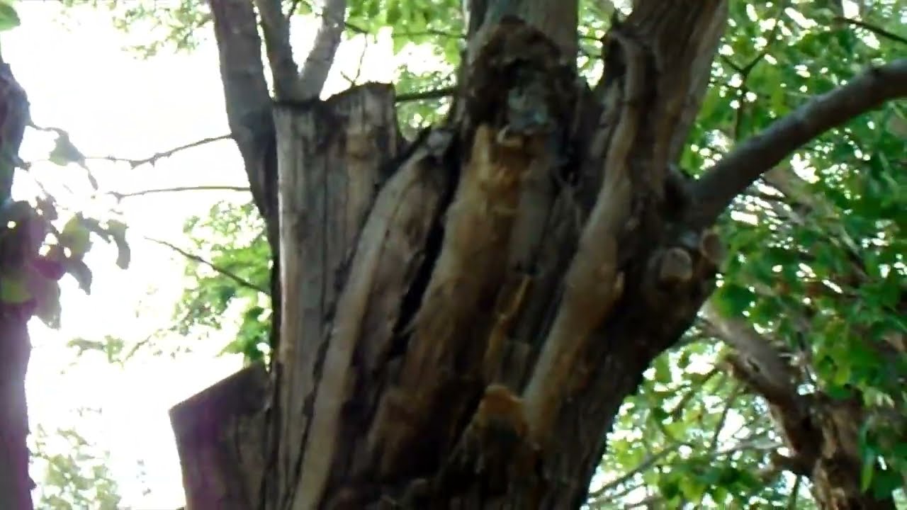 Why You Don't Scalp Your Trees - YouTube
