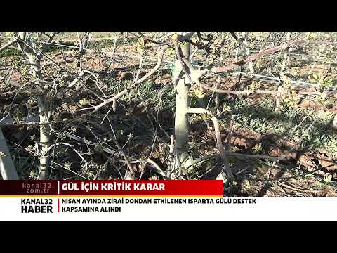 GÜL İÇİN KRİTİK KARAR