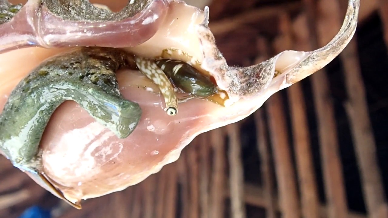 Clam sea creature - YouTube