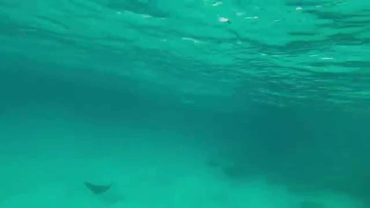 Eagle Ray Breaching 1 - YouTube