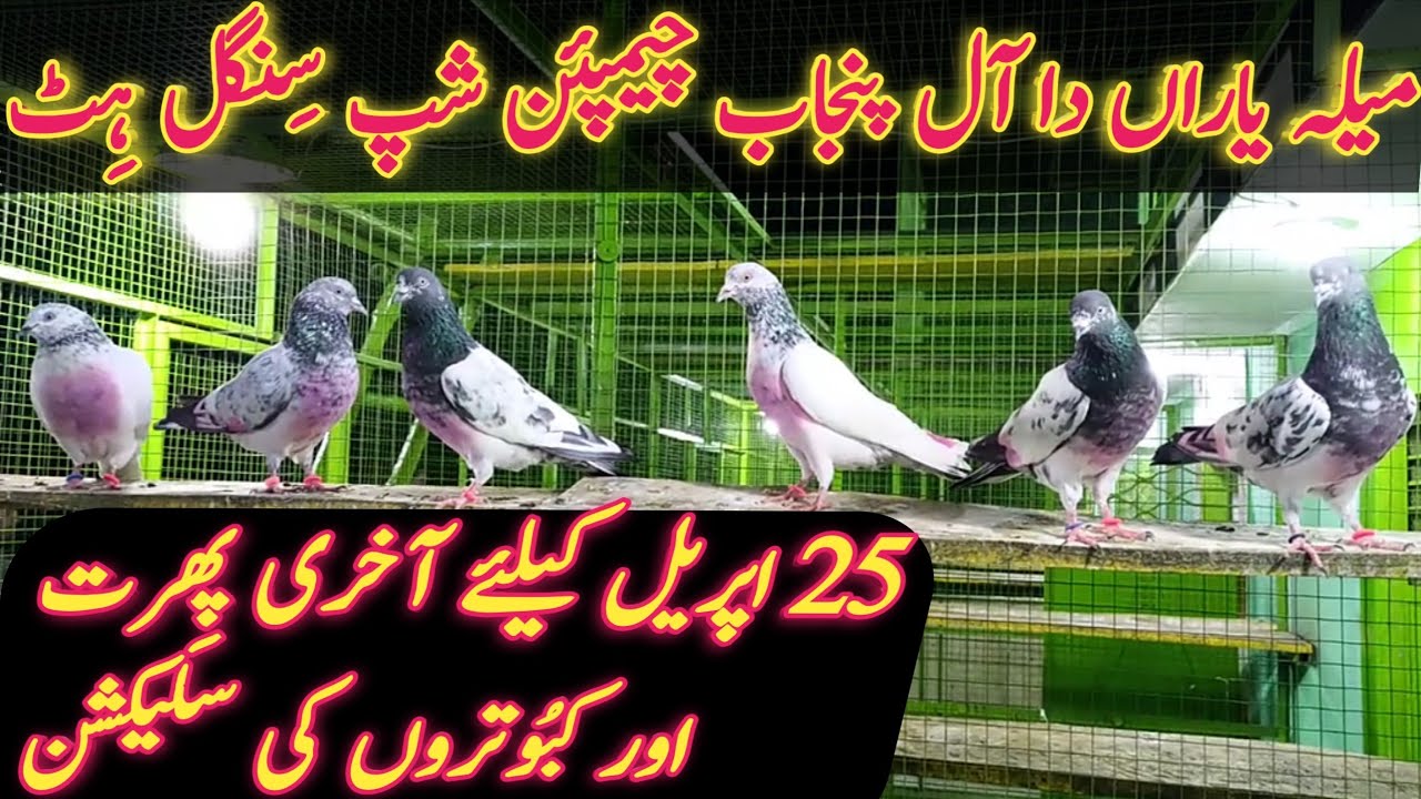 Pigeons selection for tournament all punjab cup | Kabutar bazi dostana ...