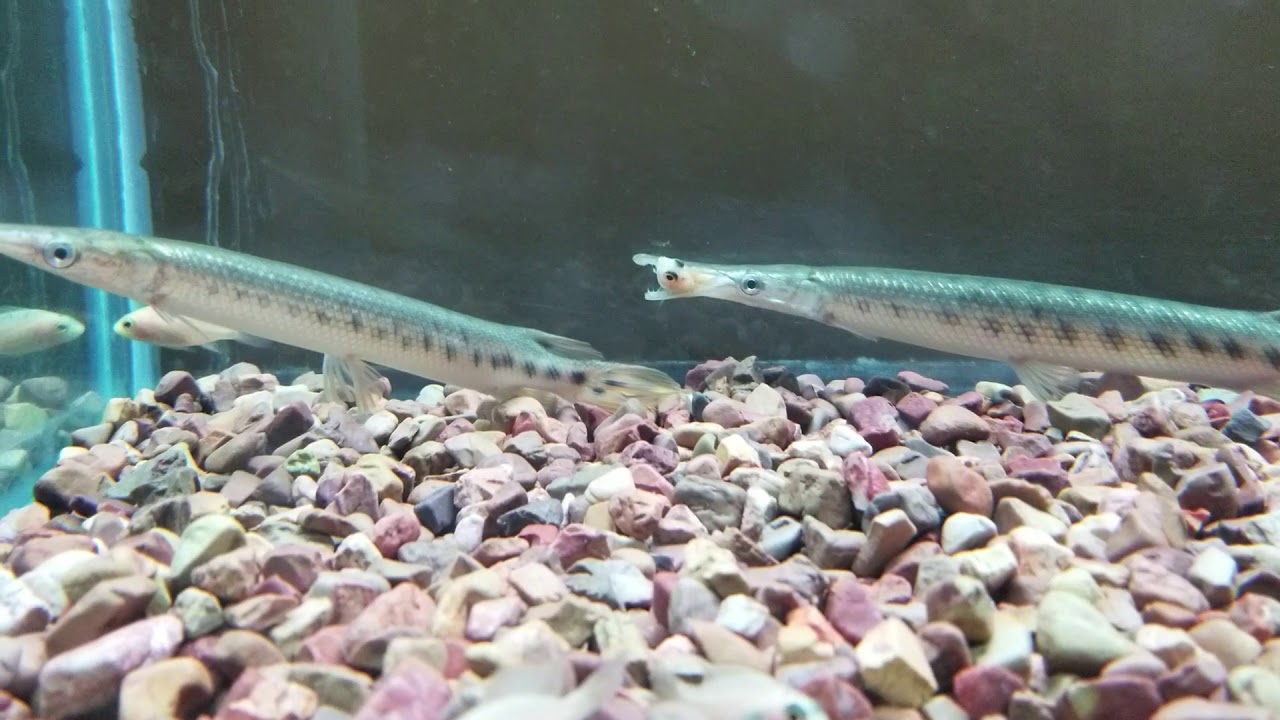 Florida spotted gar feeding on dragon blood - YouTube