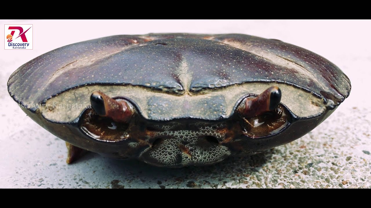 Amazing crabs in indian river | Country crabs hunting | Crab Curry ...