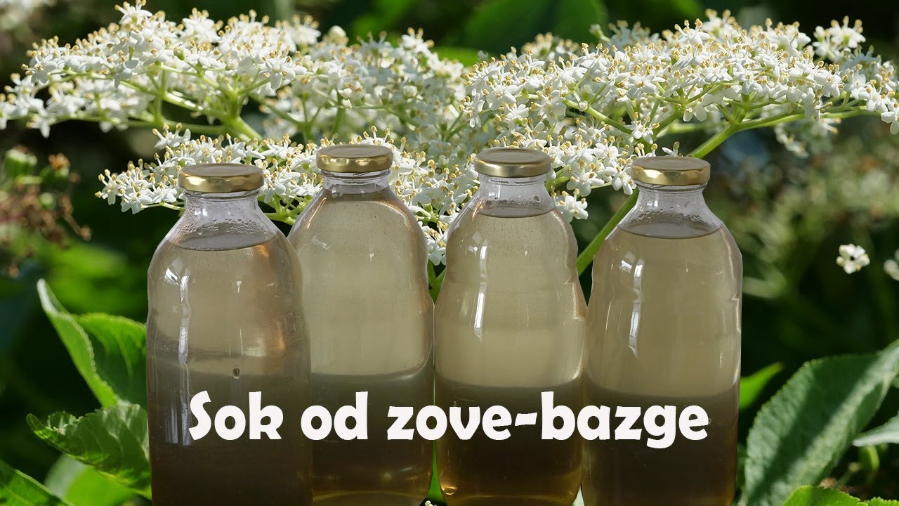 Najbolji recept za sok od zove - bazge - YouTube