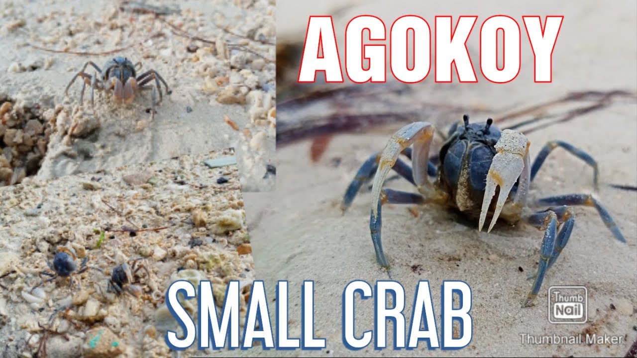 SMALL CRAB//AGOKOY IN BISAYAN//FOUND IN BOHOL//@MHAR YAN TV - YouTube